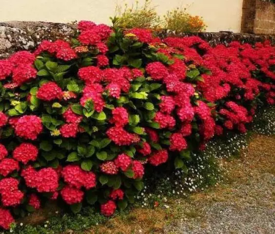 Hydrangea Royal Red: նկարագրություն, տնկում և խնամք, հատում, վերարտադրություն, ձմեռային դիմացկունություն, լուսանկար 11575_2