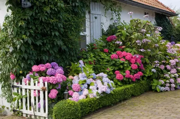 Hydrangea Royal Red: disgrifiad, plannu a gofal, tocio, atgenhedlu, caledwch gaeaf, llun 11575_3