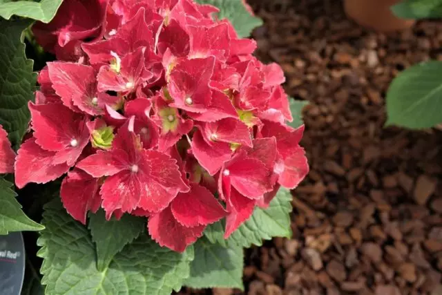 Hydrangea Royal Red: նկարագրություն, տնկում և խնամք, հատում, վերարտադրություն, ձմեռային դիմացկունություն, լուսանկար 11575_5