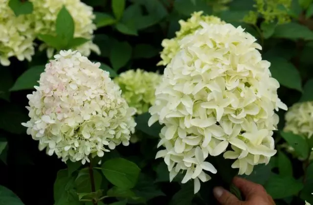 Hydrangea paniculata Skyfall: คำอธิบายที่หลากหลาย, การปลูกและการดูแล, การตัดแต่งกิ่ง, ภาพถ่ายและบทวิจารณ์ 11577_4