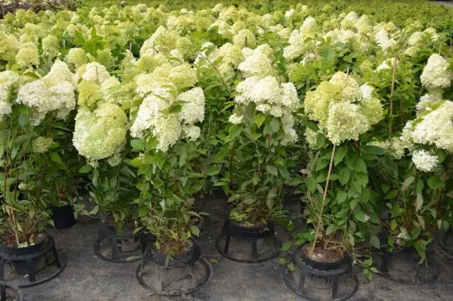 Hydrangea paniculata Skyfall: descrição da variedade, plantio e cuidados, poda, fotos e comentários 11577_5