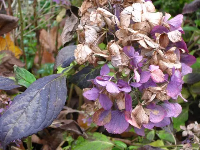 Hydrangea Diamond Rouge: danasîn, çandin û lênêrîn, berxwedana qeşayê, kêmasî, nirxandin 11584_6