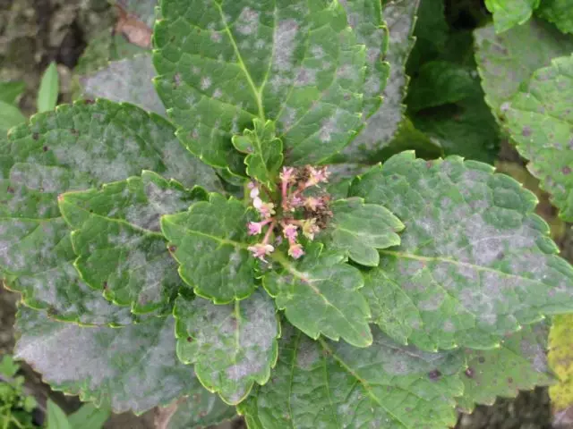 Hydrangea Diamond Rouge: danasîn, çandin û lênêrîn, berxwedana qeşayê, kêmasî, nirxandin 11584_9