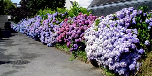 Hydrangea Bouquet Rose: kev piav qhia, cog thiab saib xyuas, lub caij ntuj no hardiness, duab, tshuaj xyuas 11586_2