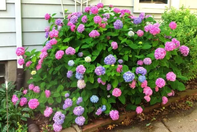 Hydrangea Bouquet Rose: kev piav qhia, cog thiab saib xyuas, lub caij ntuj no hardiness, duab, tshuaj xyuas 11586_3