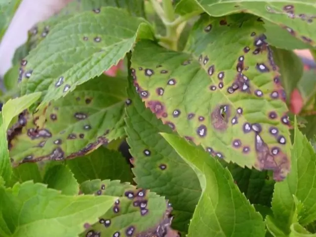 گل رز Hydrangea: توضیحات ، کاشت و مراقبت ، سرسختی زمستان ، عکس ها ، بررسی ها 11586_6