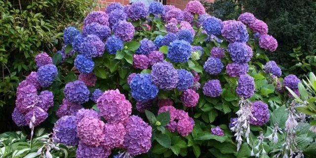 Hydrangea Bouquet Rose: kev piav qhia, cog thiab saib xyuas, lub caij ntuj no hardiness, duab, tshuaj xyuas 11586_8