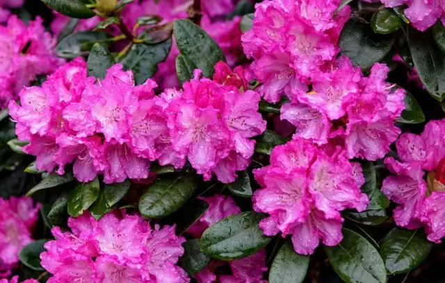 Sykdommer hos rhododendron og behandling med et bilde: hvis bladene blir brune, krøller de seg 1158_1