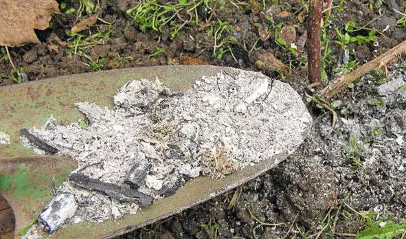 Bolesti rododendrona i njihovo liječenje fotografijom: ako lišće postane smeđe, uvijte se 1158_10