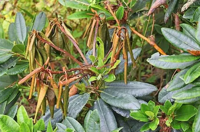 Rododendroen gaixotasunak eta haien tratamendua argazki batekin: hostoak marroi bihurtzen badira, kiribildu 1158_11