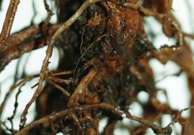 Sykdommer hos rhododendron og behandling med et bilde: hvis bladene blir brune, krøller de seg 1158_12