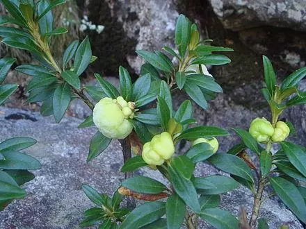 Zvirwere zveRhododendrons uye kurapwa kwavo nemufananidzo: kana mashizha akasanduka kuita brown, curl