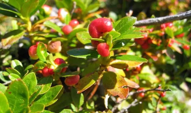 Sykdommer hos rhododendron og behandling med et bilde: hvis bladene blir brune, krøller de seg 1158_14