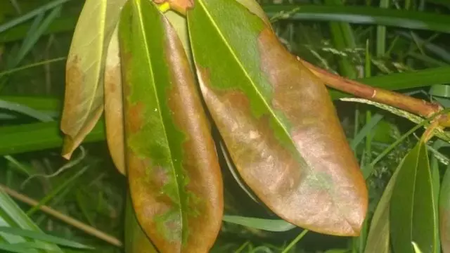 Bolesti rododendrona i njihovo liječenje fotografijom: ako lišće postane smeđe, uvijte se 1158_15