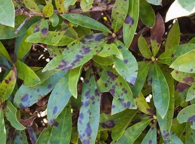 Bolesti rododendrona i njihovo liječenje fotografijom: ako lišće postane smeđe, uvijte se 1158_16