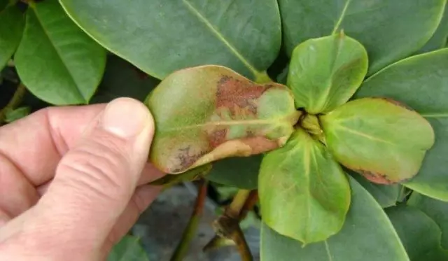 Nemoci rododendronů a jejich léčba fotografií: pokud listy zhnědnou, zkroutí se 1158_17