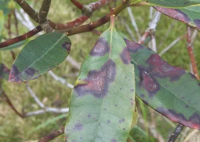 Bolesti rododendrona i njihovo liječenje fotografijom: ako lišće postane smeđe, uvijte se 1158_20