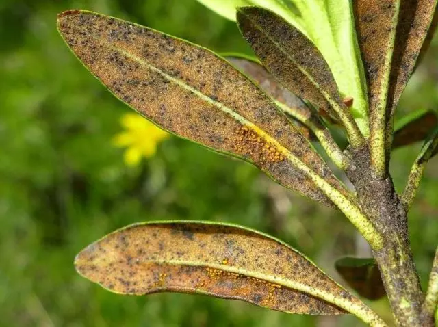 Rododendroen gaixotasunak eta haien tratamendua argazki batekin: hostoak marroi bihurtzen badira, kiribildu 1158_21