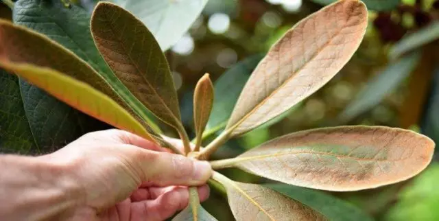 Mga sakit sa rhododendrons ug ilang pagtambal nga adunay litrato: kung ang mga dahon brown, curl 1158_23