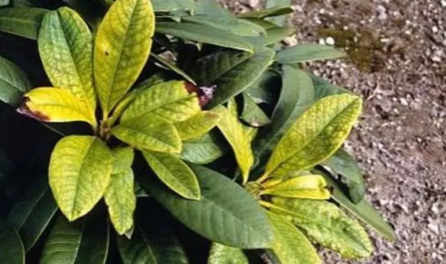 Kasakit rhododendrons sareng pangobatanana nganggo poto: upami daunna coklat, ngagulung 1158_26