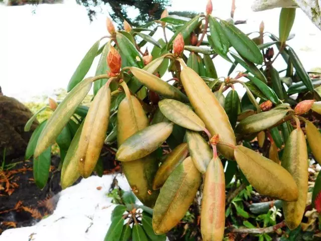 Sykdommer hos rhododendron og behandling med et bilde: hvis bladene blir brune, krøller de seg 1158_27