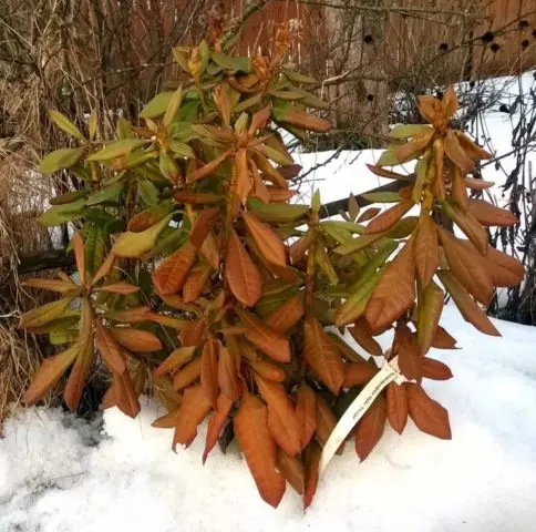 Rododendroen gaixotasunak eta haien tratamendua argazki batekin: hostoak marroi bihurtzen badira, kiribildu 1158_28