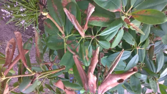 Mga sakit sa rhododendrons ug ilang pagtambal nga adunay litrato: kung ang mga dahon brown, curl 1158_29