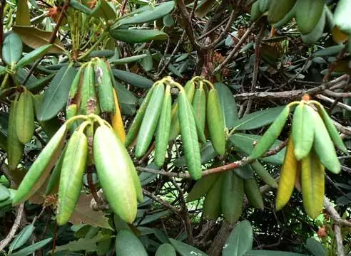 Rhododendron kasalliklari va ularni fotosurat bilan davolash: agar barglar jigarrang bo'lsa, jingalak 1158_3