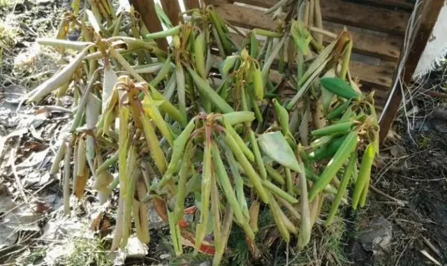 Rhododendron kasalliklari va ularni fotosurat bilan davolash: agar barglar jigarrang bo'lsa, jingalak 1158_31