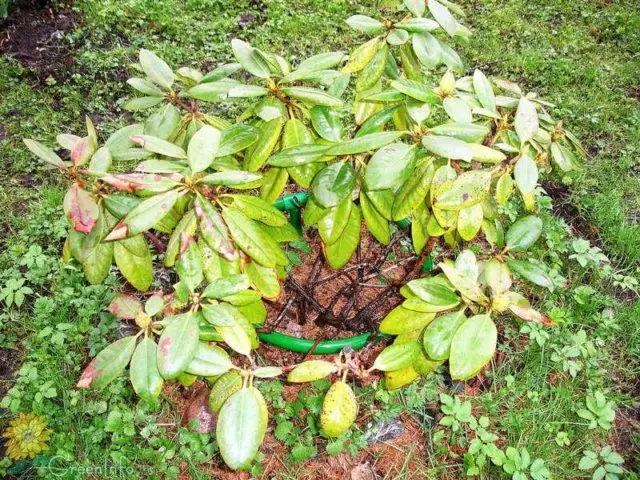 Rododendroen gaixotasunak eta haien tratamendua argazki batekin: hostoak marroi bihurtzen badira, kiribildu 1158_32