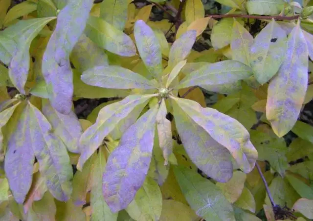 Sykdommer hos rhododendron og behandling med et bilde: hvis bladene blir brune, krøller de seg 1158_33