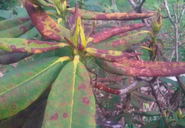 Nemoci rododendronů a jejich léčba fotografií: pokud listy zhnědnou, zkroutí se 1158_34