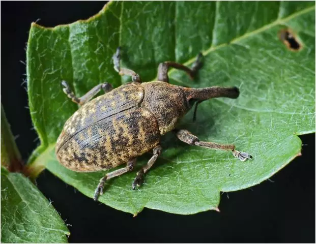 Rododendroen gaixotasunak eta haien tratamendua argazki batekin: hostoak marroi bihurtzen badira, kiribildu 1158_36