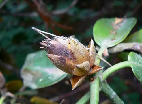 Rododendroen gaixotasunak eta haien tratamendua argazki batekin: hostoak marroi bihurtzen badira, kiribildu 1158_38