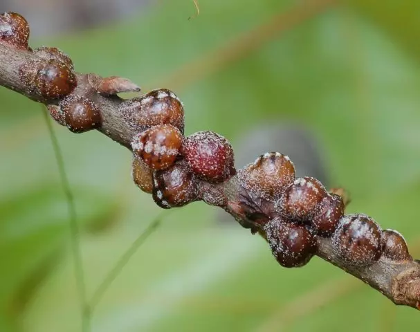 Nemoci rododendronů a jejich léčba fotografií: pokud listy zhnědnou, zkroutí se 1158_39