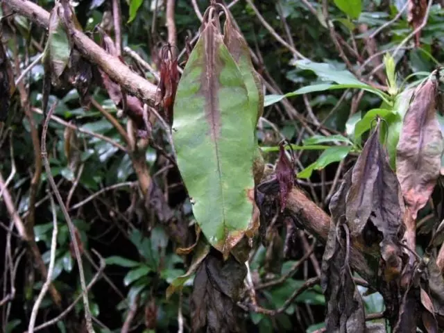 Rhododendron kasalliklari va ularni fotosurat bilan davolash: agar barglar jigarrang bo'lsa, jingalak 1158_4