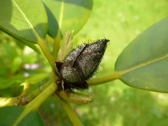 Sykdommer hos rhododendron og behandling med et bilde: hvis bladene blir brune, krøller de seg 1158_42