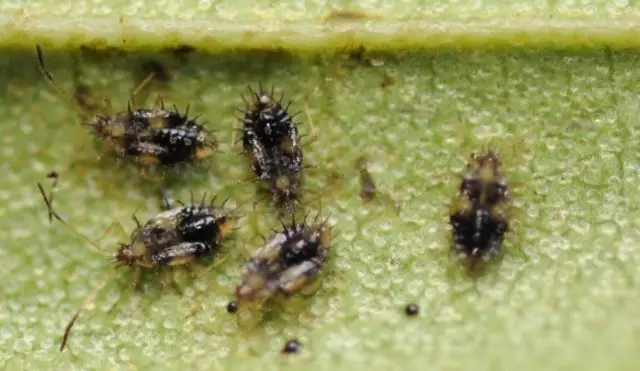 Bolesti rododendrona i njihovo liječenje fotografijom: ako lišće postane smeđe, uvijte se 1158_43