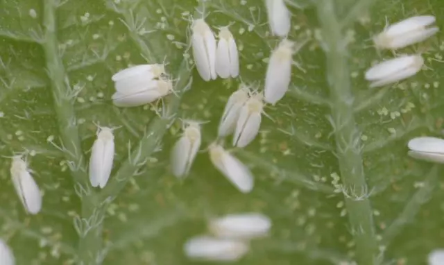 Sykdommer hos rhododendron og behandling med et bilde: hvis bladene blir brune, krøller de seg 1158_44