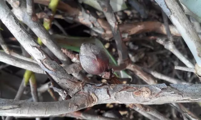 Mga sakit sa rhododendrons ug ilang pagtambal nga adunay litrato: kung ang mga dahon brown, curl 1158_6