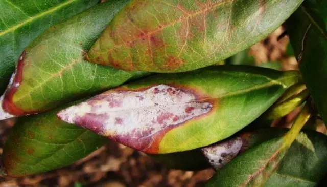 Nemoci rododendronů a jejich léčba fotografií: pokud listy zhnědnou, zkroutí se 1158_60