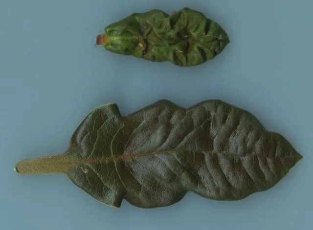 Nemoci rododendronů a jejich léčba fotografií: pokud listy zhnědnou, zkroutí se 1158_65