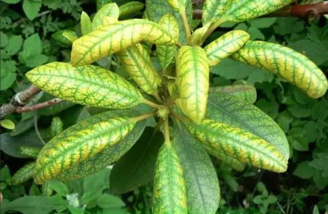 Bolesti rododendrona i njihovo liječenje fotografijom: ako lišće postane smeđe, uvijte se 1158_66