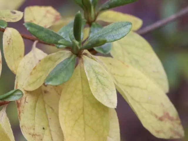 Rhododendron kasalliklari va ularni fotosurat bilan davolash: agar barglar jigarrang bo'lsa, jingalak 1158_71