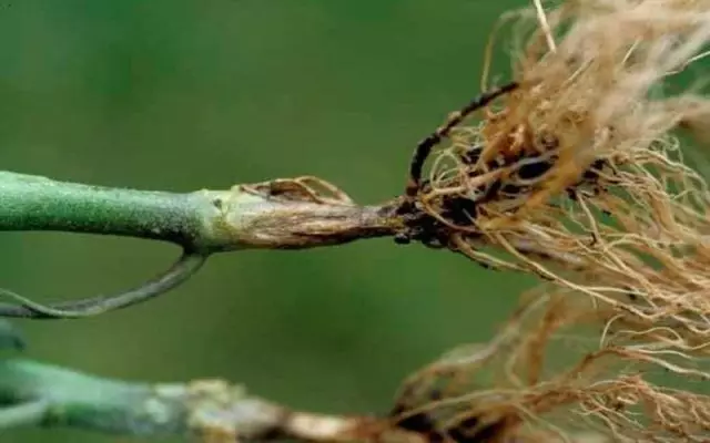 Rododendroen gaixotasunak eta haien tratamendua argazki batekin: hostoak marroi bihurtzen badira, kiribildu 1158_8