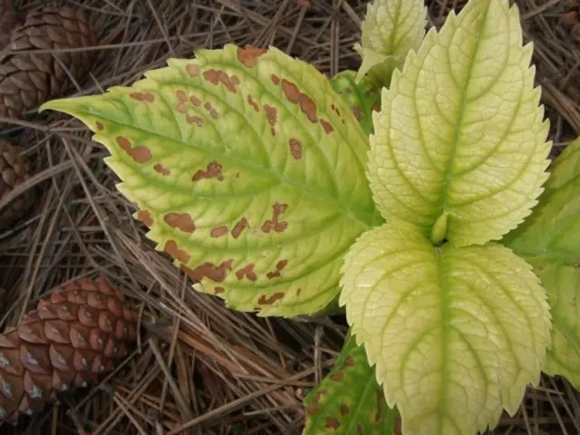 Hydrangea: mengapa daun menguning, alasan umum, apa yang harus dilakukan, apa yang harus diberi makan, tips 11593_2