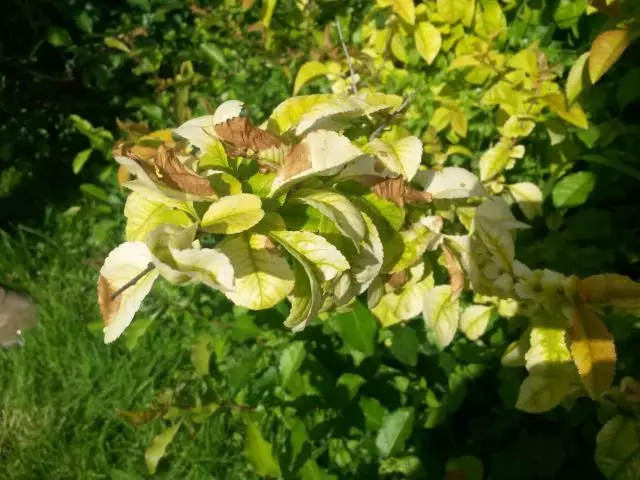 Hortensia: varför bladen blir gula, vanliga skäl, vad man ska göra, vad man ska mata, tips 11593_4