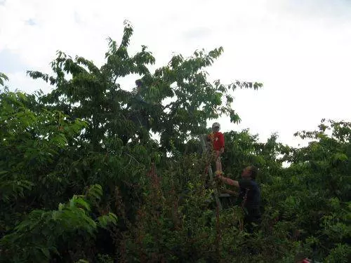 Cherry tamu Melitopol: maelezo ya anuwai, picha, hakiki 11612_1