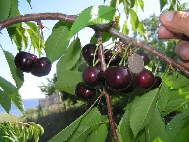 Cherry tamu Melitopol: maelezo ya anuwai, picha, hakiki 11612_2