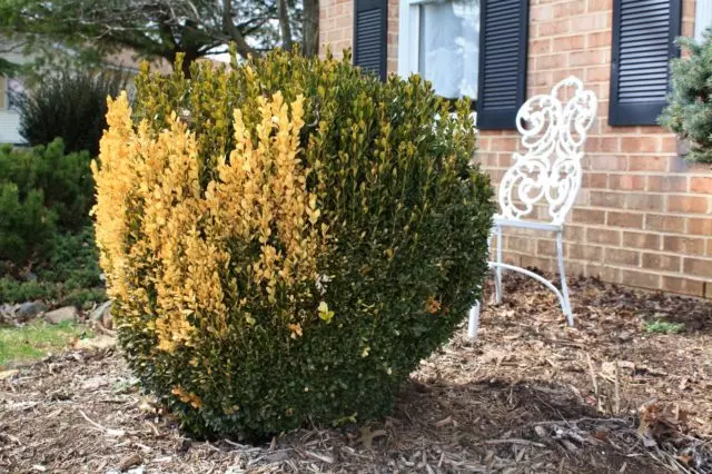 Boxwood turns yellow and dries: reasons for what to do